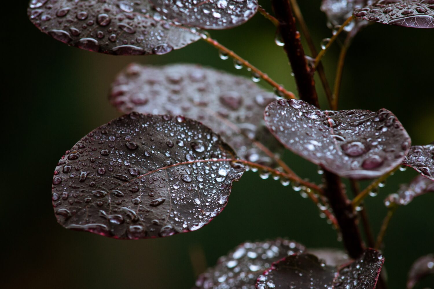 aron-jager-NH7r3ERGY28-unsplash - Janne Skou